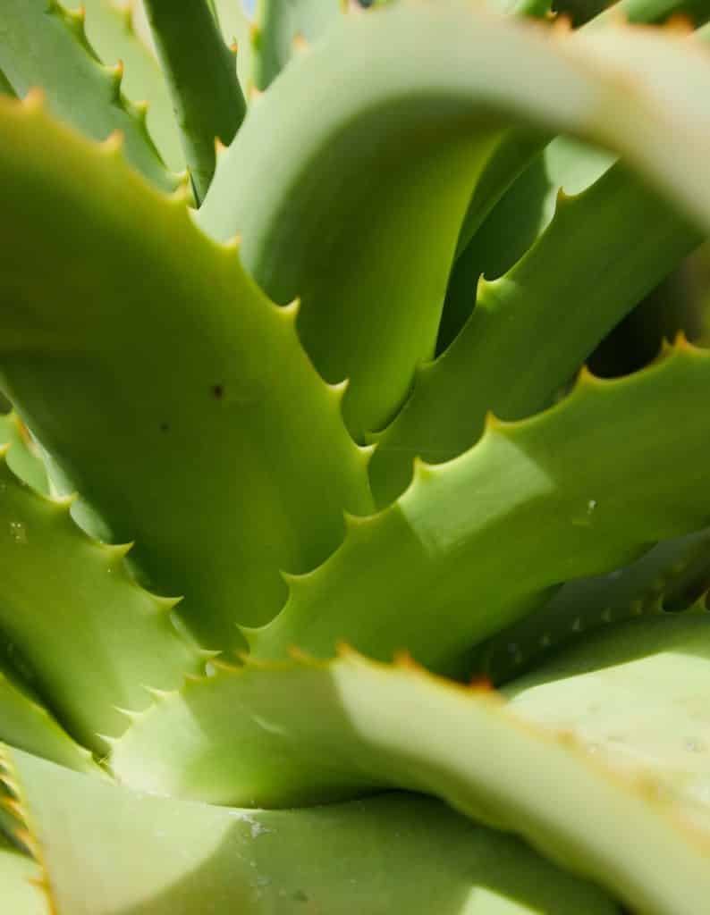 A Review of Ten Potent Traditional African Medicine & Plants