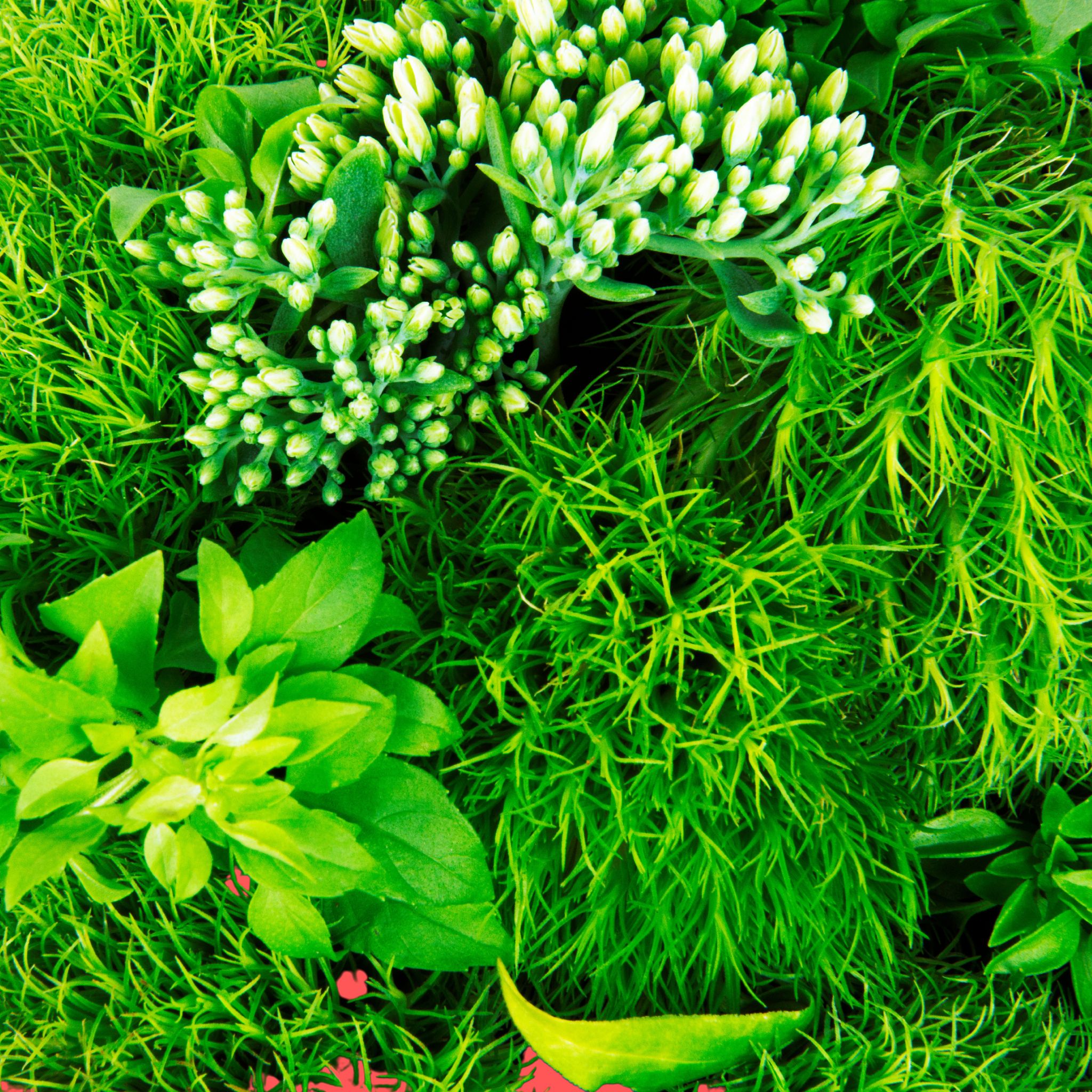 We have the most potent penile growth herbs in the world.👌